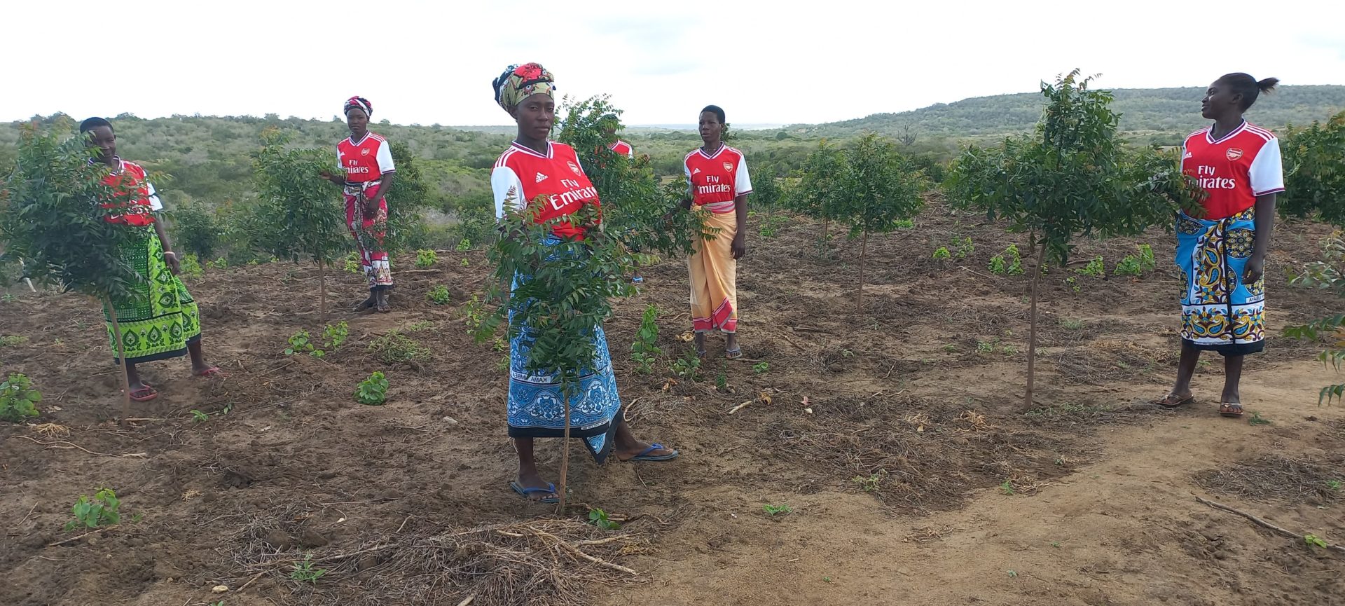 Arsenal to create forest of 20,000+ trees in Kenya to offset programme ...
